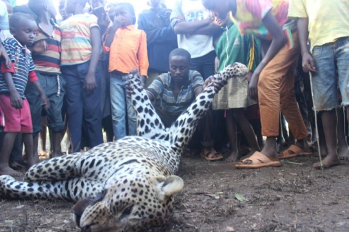 Elburgon residents living in fear over stray leopard